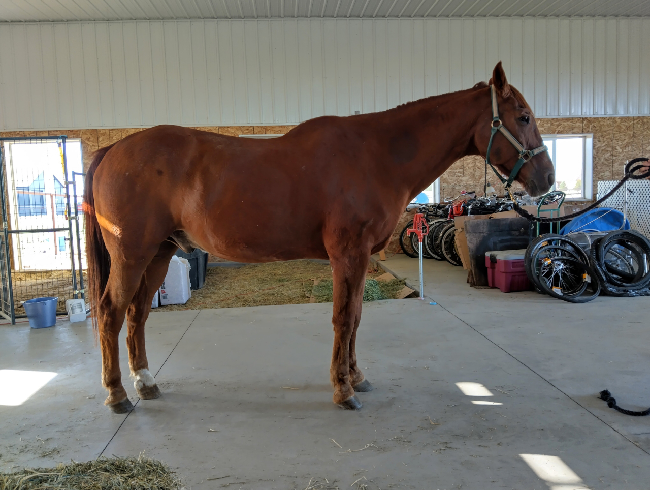 Massage - Vital Touch Integrated Equine Bodywork